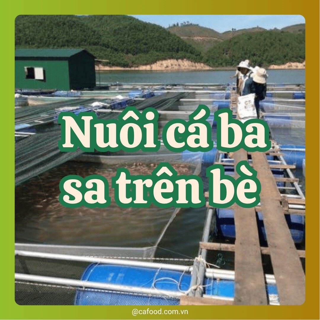 Kỹ thuật nuôi cá ba sa trên bè - Cafood Cần Thơ
