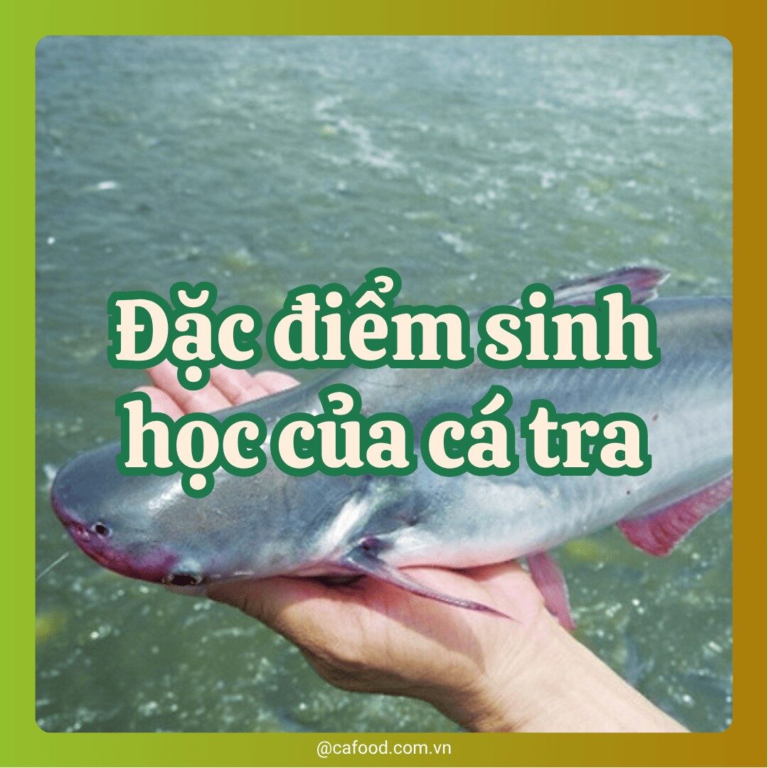 Cá Tra – Loài Cá Chiến Lược Của Ngành Thủy Sản Việt Nam - Cafood Cần Thơ