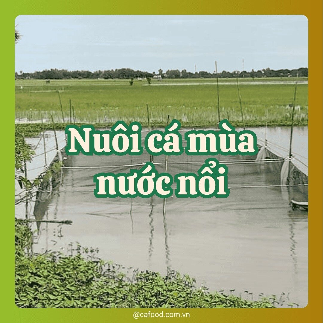 Mô Hình Nuôi Cá Trên Ruộng Trong Mùa Nước Nổi - Cafood Cần Thơ